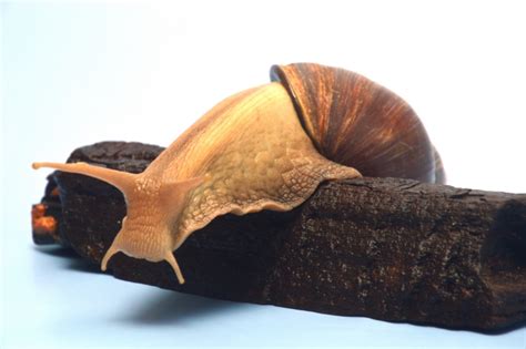 The Best Substrate For Snails Top 5 Picks Snailpedia
