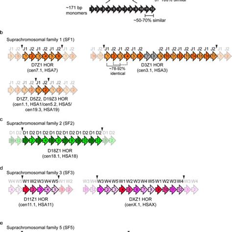 Alpha Satellite Sequence Requirements For Hac Formation Hacs Are