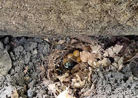 Five Ways To Support Queen Bumble Bees This Spring Xerces Society