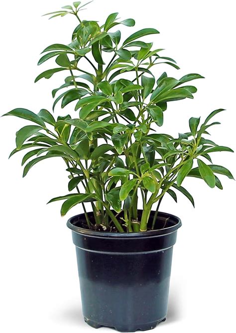 Hawaiian Schefflera Arboricola Dwarf Umbrella Tree Fully Rooted