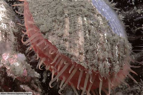 Mollusks Examples Pictures And Facts Different Types Of Mollusks