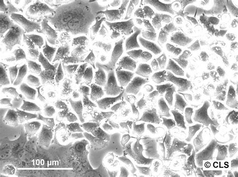 Sk Br 3 Cells