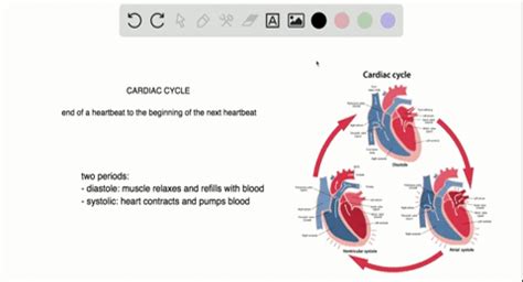 Cardiac Cycle Animation