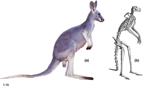Kangaroo Reproductive Anatomy