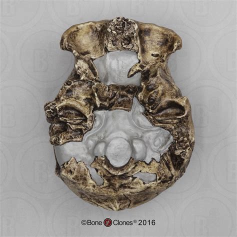 Dmanisi Homo Erectus Skull 1 Bone Clones Osteological Reproductions