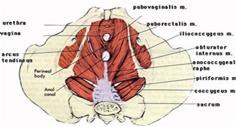 Download Free Medical Pelvic Organ Prolapse Powerpoint Presentation
