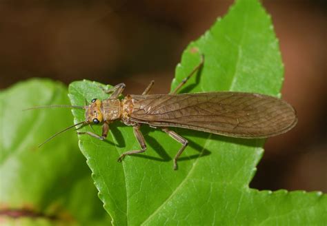 Order Plecoptera Ent 425 General Entomology