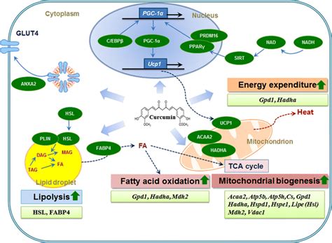 Proposed Schematic Diagram Of Differentially Regulated Proteins Genes Download Scientific