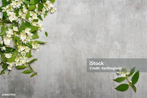 灰色のコンクリート背景にジャスミンの花 お祝いのストックフォトや画像を多数ご用意 お祝い グレー背景 コンクリート Istock