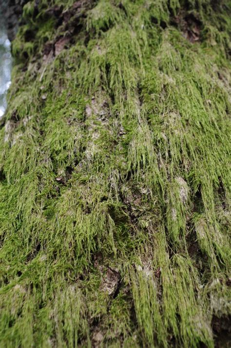 Trees That Look Like Hair At Carlos Pratt Blog