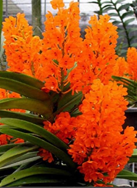 Vanda Miniata Miniature Good For Small Areas The Orchid Patio