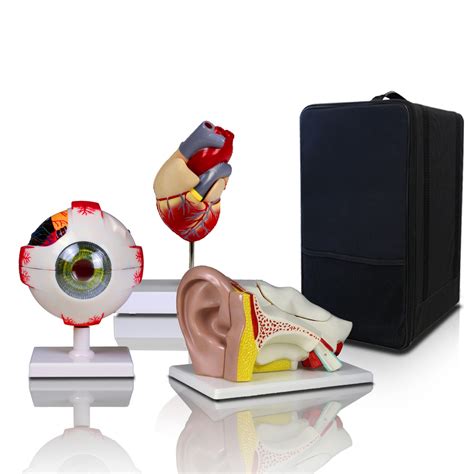 Anatomical Model Sets - ANATOMICAL MODELS
