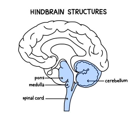 Hindbrain Parts Function And Location Good Vocabulary Diagram Design Brain Anatomy