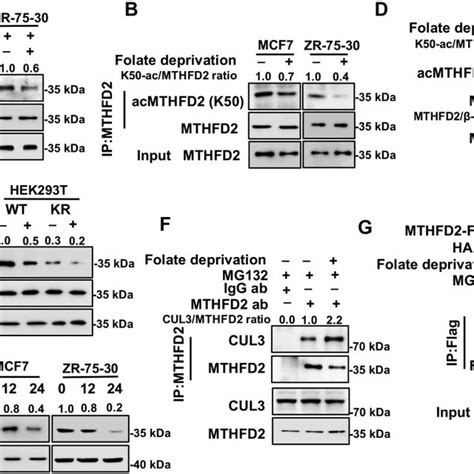 Folate Deprivation Induces MTHFD2 Hypoacetylation And Destabilization
