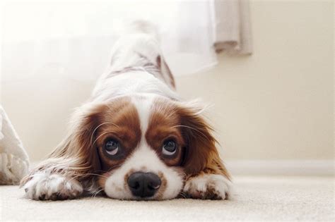 Il Cane Ha Le Zampe Gonfie Che Significa