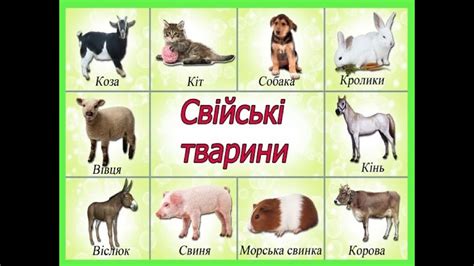 Дидактична гра Свійські тварини Youtube