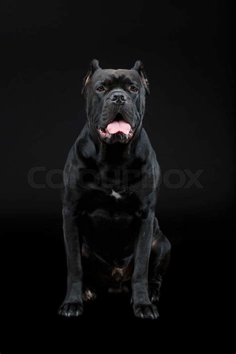 Beautiful Cane Corso Dog Stock Image Colourbox