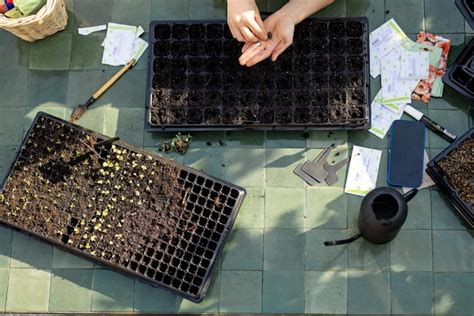 Premium Photo The Process Of Sowing Seeds Into Seedling Trays
