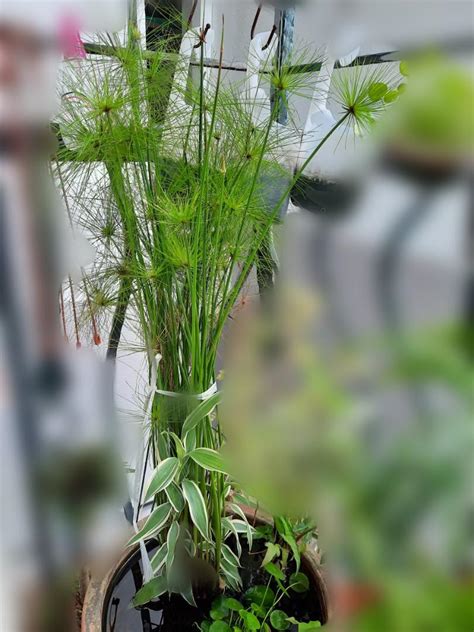 Aquatic Plant Dwarf Cyperus Papyrus Furniture And Home Living Gardening