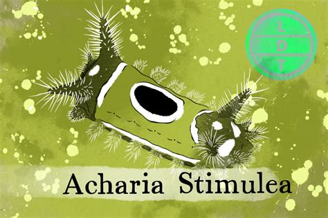 Why Does The Saddleback Caterpillar Have A Saddle Youd Never Ride