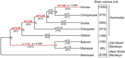 The Ratios Of Non Synonymous Ka Over Synonymous Ks Nucleotide