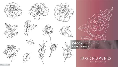 장미 꽃 라인 아트입니다 꽃 프레임과 꽃다발 라인 아트 미세한 선 장미 프레임 손으로 그린 그림입니다 손으로 윤곽선 잎과 꽃을 그립니다 식물 색칠 공부 페이지 장미 모란