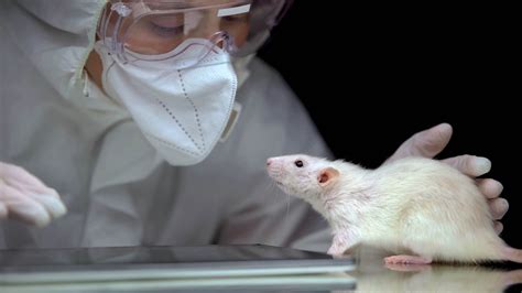 Cancer Researcher Develops Feelings For Lab Rat While Working Long