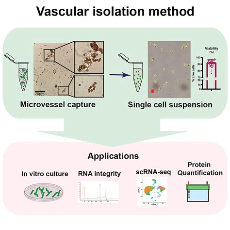 A Robust And Efficient Microvascular Isolation Method For Multimodal