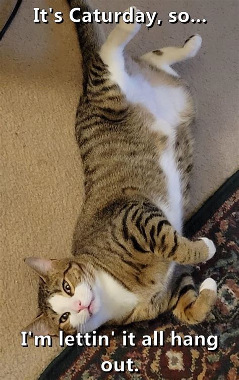 After That Well Take 6 Consecutive Naps Lolcats Lol Cat Memes