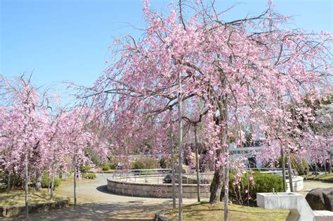 国土交通省 多治見砂防国道事務所道路 on Twitter さくら 桜 多治見市 虎渓公園 当事務所の近隣にあります多治見市