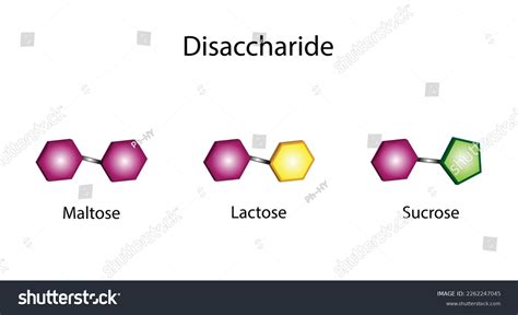 Carbohydrates Disaccharides Maltose Lactose Sucrose Monosaccharides