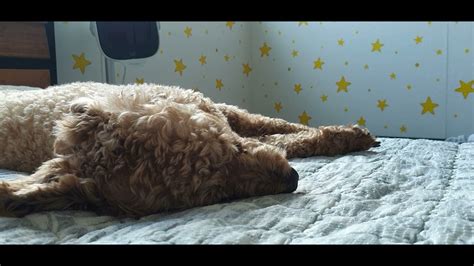 잠자는 강아지 Youtube