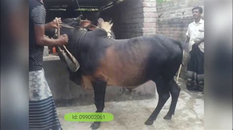 Sadeeq Agro Qurbani Collection 2020 ।। Cattle Id 099002061 Youtube