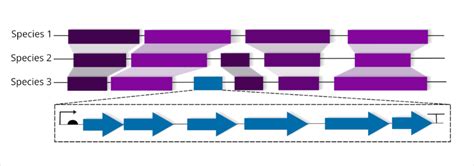 Genome Alignments Of Related Organisms Revealing The Presence Of Download Scientific Diagram