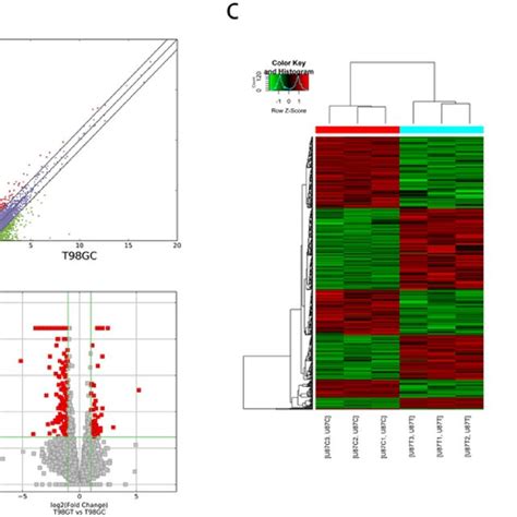 Different Expression Profiles Of LncRNAs In GBM Cell Lines Between