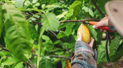 Premium Photo Agricultural Cocoa Farmer Use Pruning Shears To Cut The Cocoa Pods From The