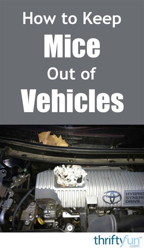 How To Get Mice Out Of Car Engine Jewel Ogas