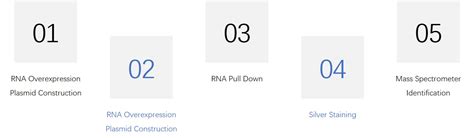 Rna Pull Down Assay Service Rna Boc Sciences