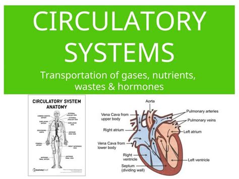 A Circulatory Systems Of Humans Including Heart Pumping Organppt