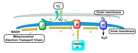Superoxide Anion Chemistry—its Role At The Core Of The Innate Immunity