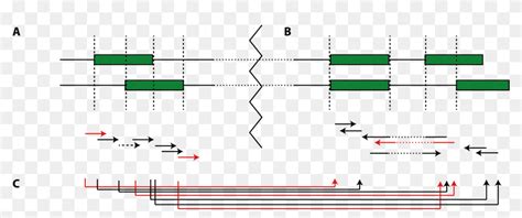 Mapping Reads To The Segment Graph Spanned By The Annotation Hd Png
