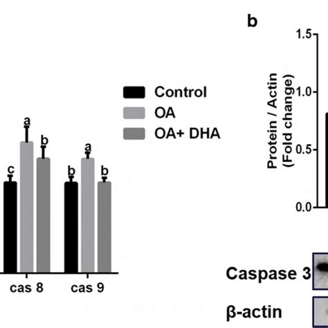 Relative Mrna And Protein Expression Levels Of Apoptosis Related Genes