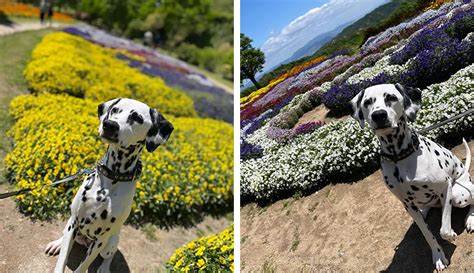 【愛犬と行けるおでかけスポット】全国のお花畑18選｜ワンコnowa