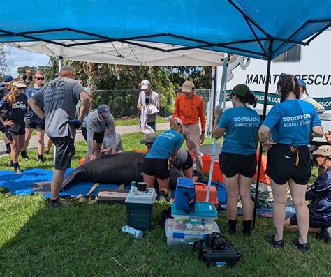 Manatee Rescued From Oldsmar Retention Pond Officials Clearwater Fl
