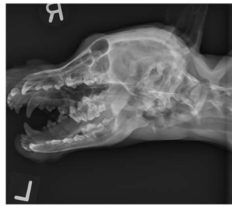 Midterm OSCE Clinical Skills Quizlet Flashcards Quizlet Midterm OSCE Clinical Skills Quizlet Flashcards Quizlet