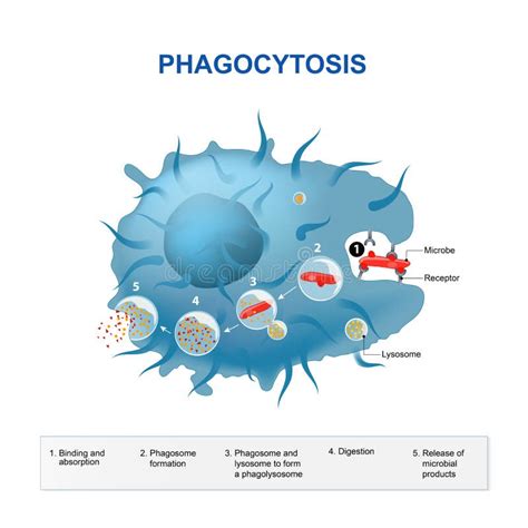 Phagocyte Diagram