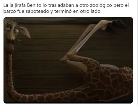 Los Mejores Memes Del Traslado De La Jirafa Benito A Africam Safari Infobae
