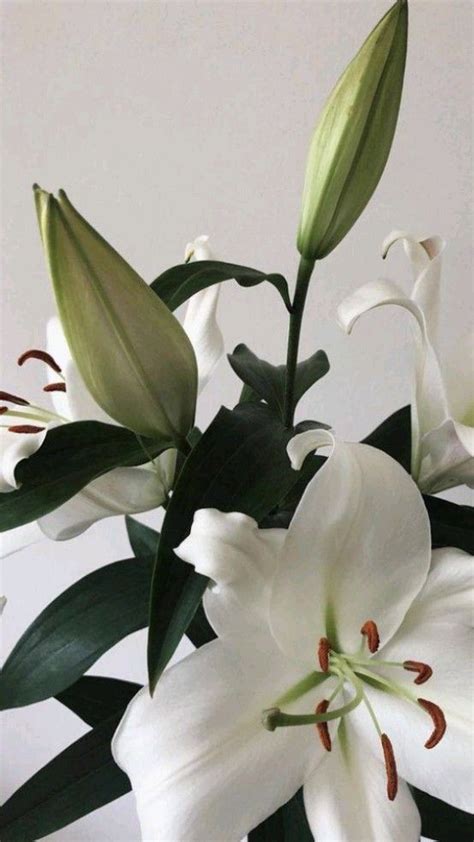 Pin By Lili Broun On Ваши пины Beautiful Flowers Flower Aesthetic