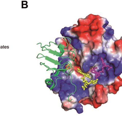Structure And Function Of Ferredoxin Nadp⁺ Reductase Fnr A Cartoon