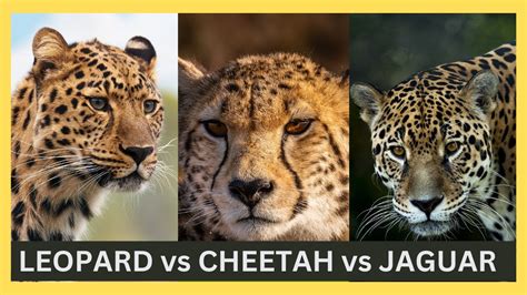 Jaguar Vs Gepard Lion Jaguar Leopard Cheetah And Lynx Fine Art